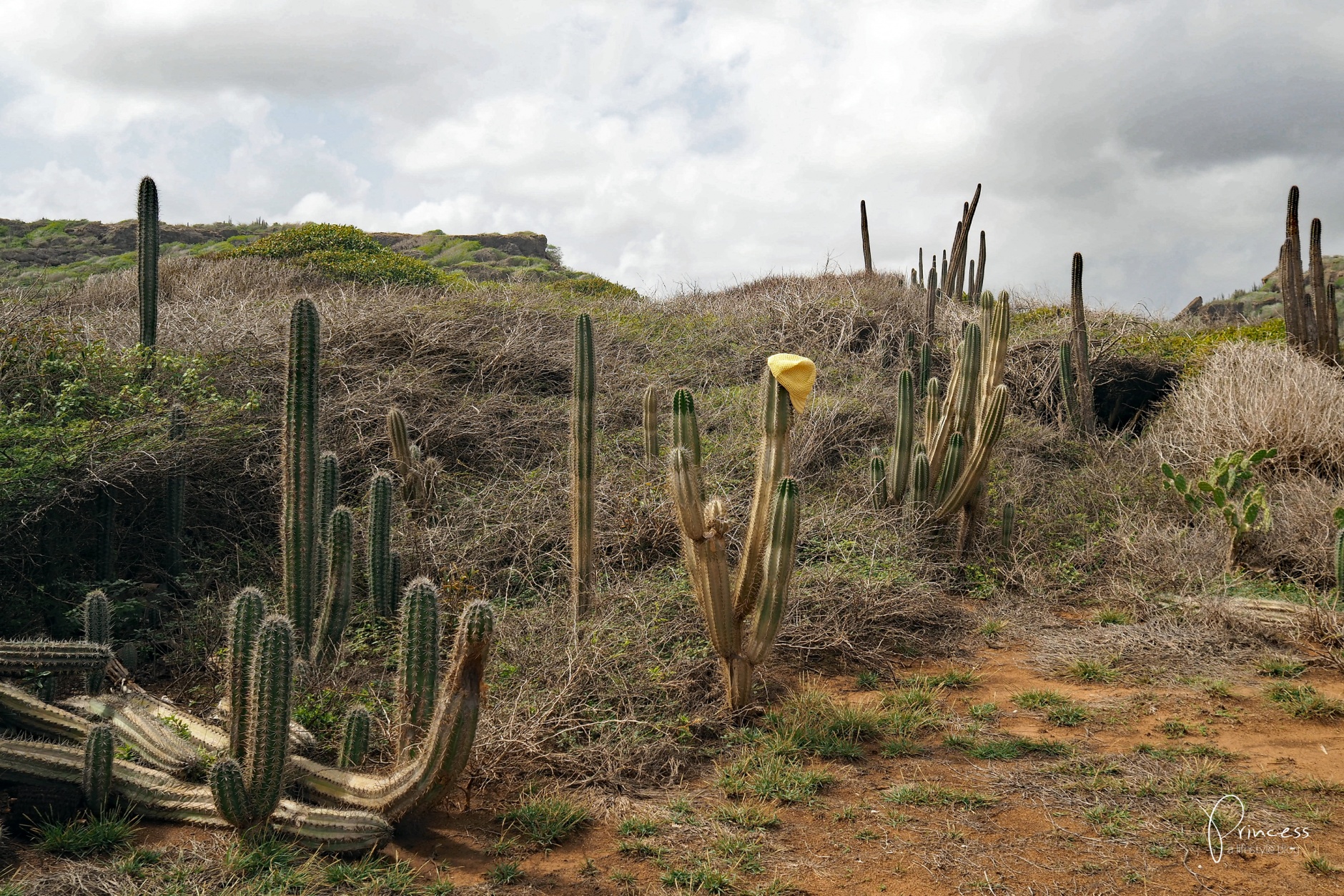 ABC Inseln in der Karibik: Aruba, Bonaire und Curacao | princess.ch